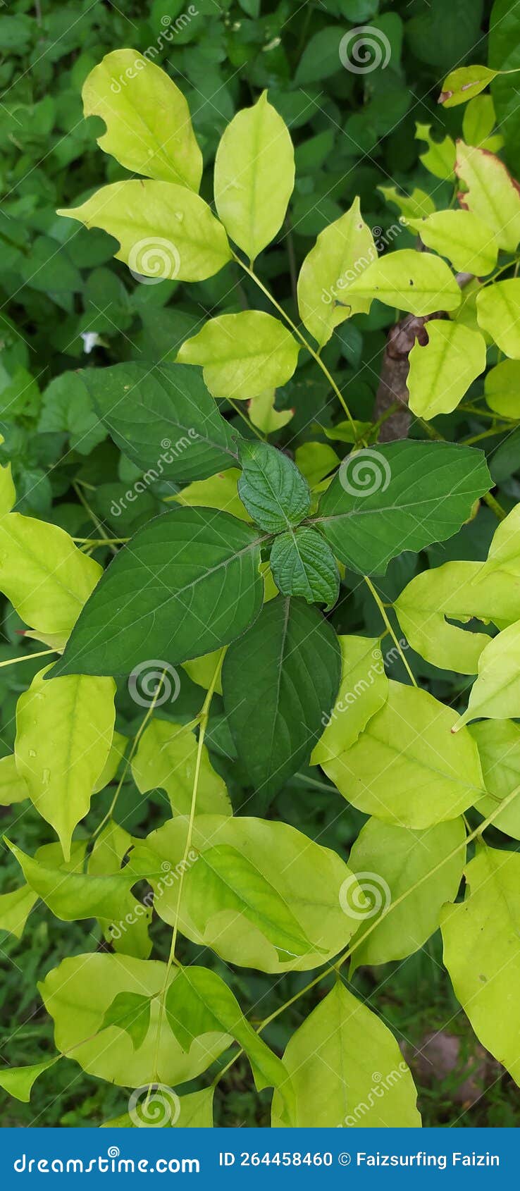 Green Small Tree in Fornt My House Stock Photo - Image of flower ...