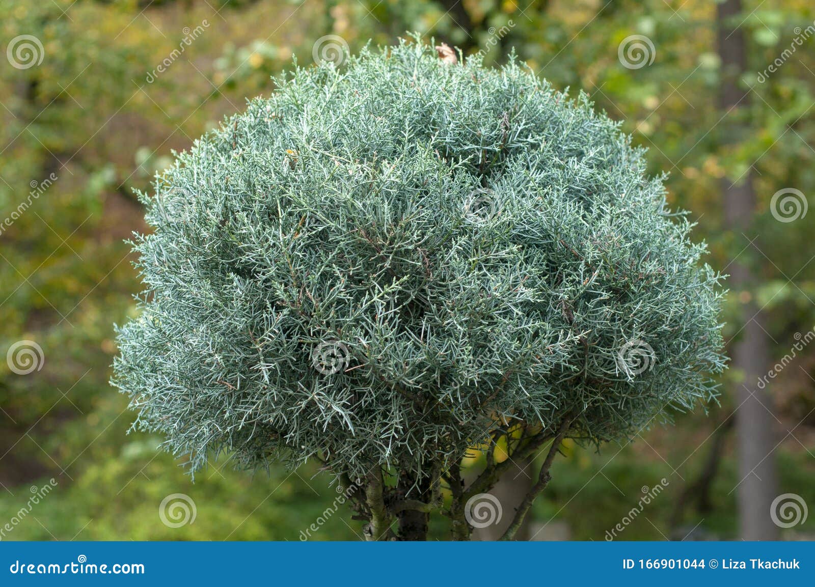 Green Small Tree in Nature Forest Garden Stock Photo - Image of life ...