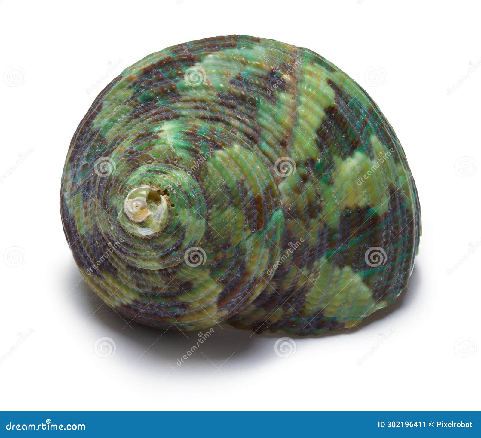 Green Snail Shell stock image. Image of shell, cowrie - 302196411