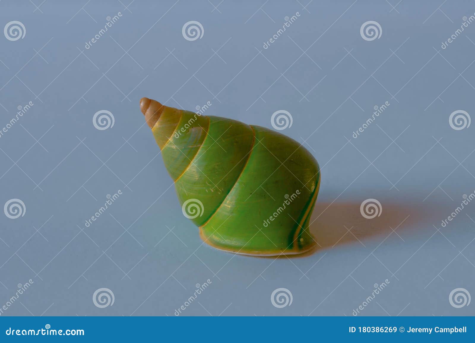 Green Snail Shell stock image. Image of bivalve, beautiful - 180386269