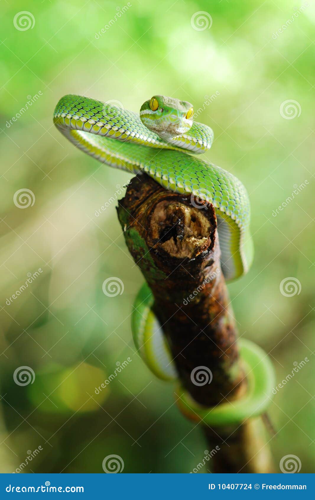 GREEN SNAKE stock photo. Image of forest, combative, fangs - 10407724