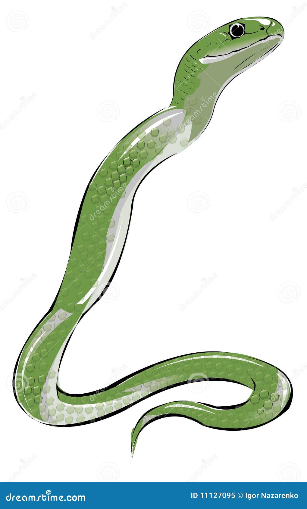 Green snake stock illustration. Illustration of poisonous - 11127095