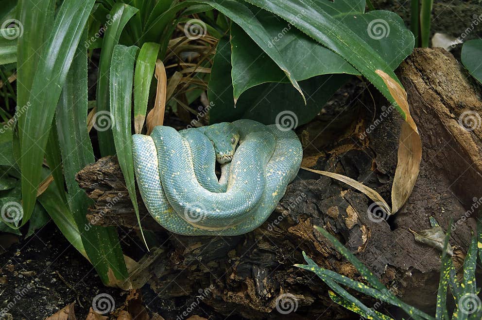 Green snake stock photo. Image of rest, wound, snake, resting - 1372302