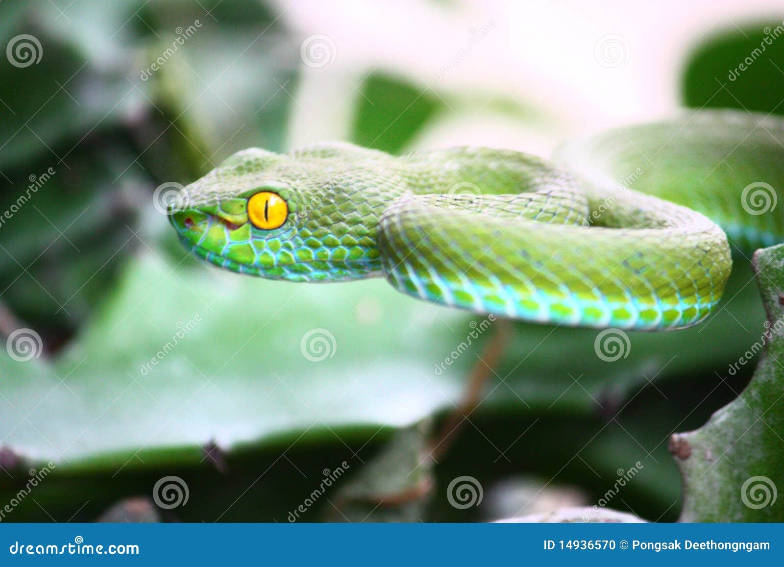 Green snake stock photo. Image of life, hood, poisonous - 14936570