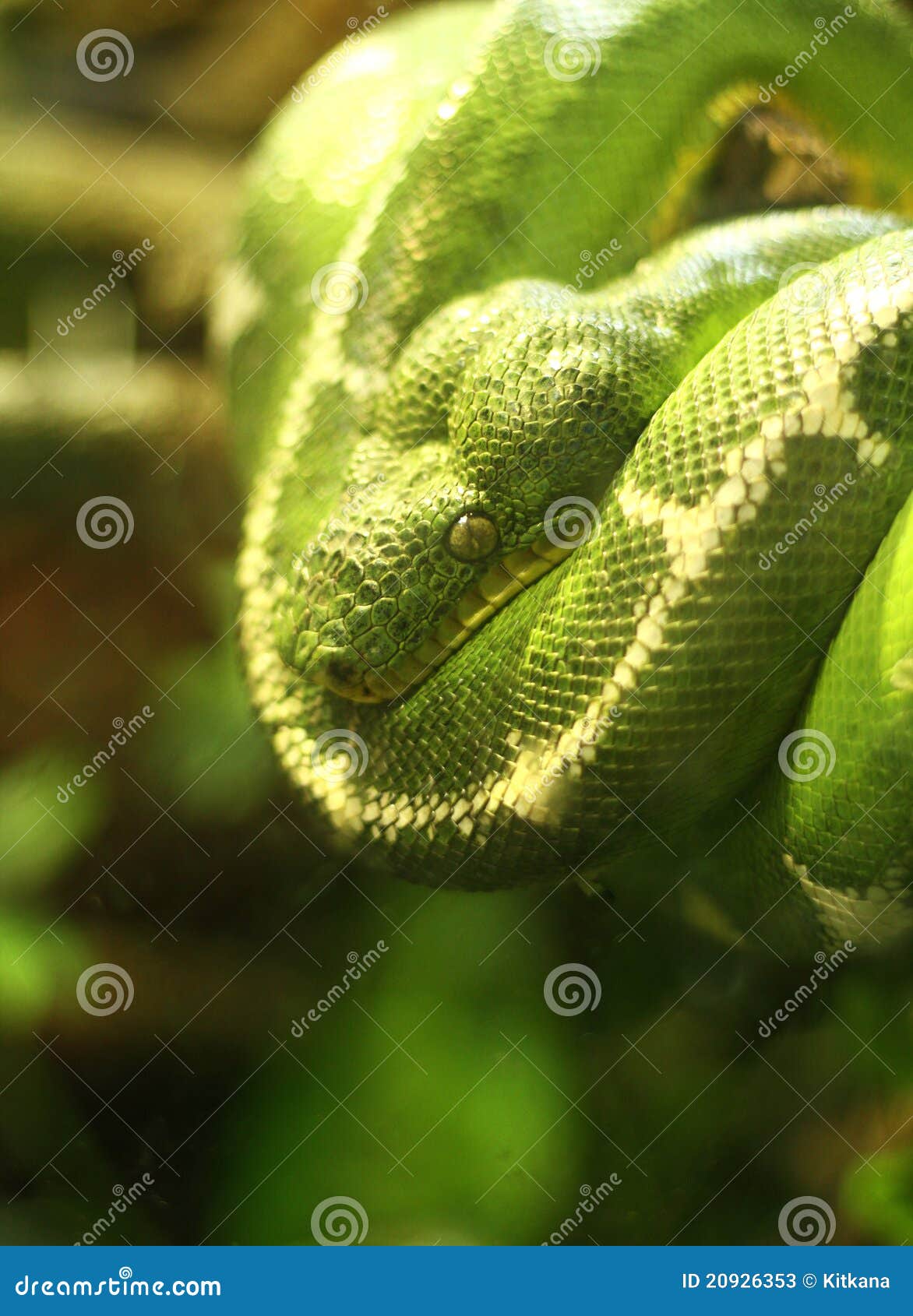 Green snake stock image. Image of reflection, organism - 20926353