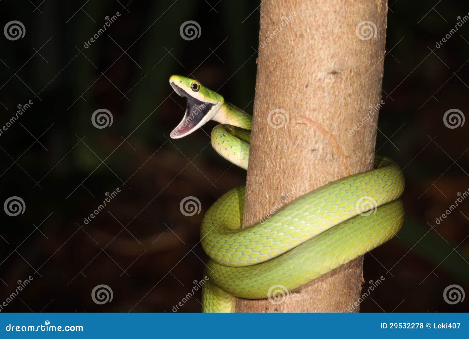 Green Snake stock photo. Image of green, snake, reptile - 29532278