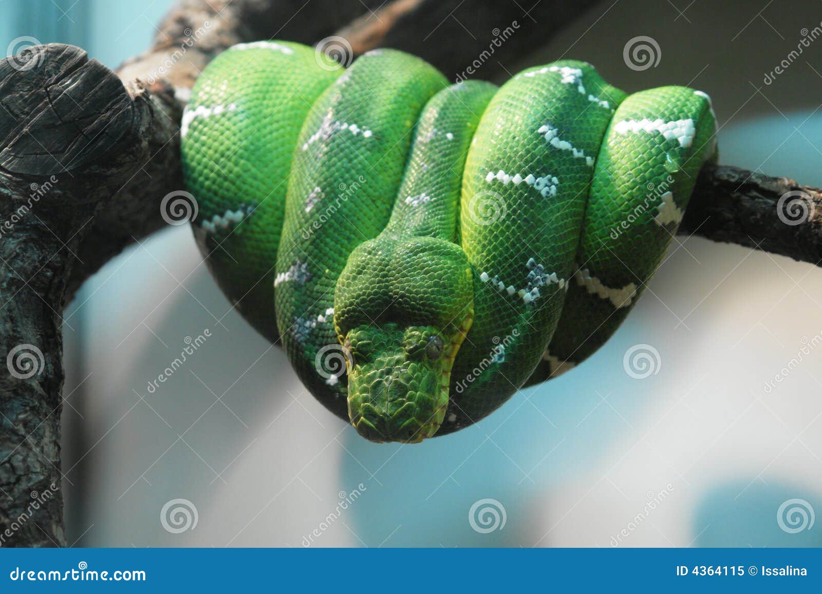 Green snake stock image. Image of green, wild, exotic - 4364115
