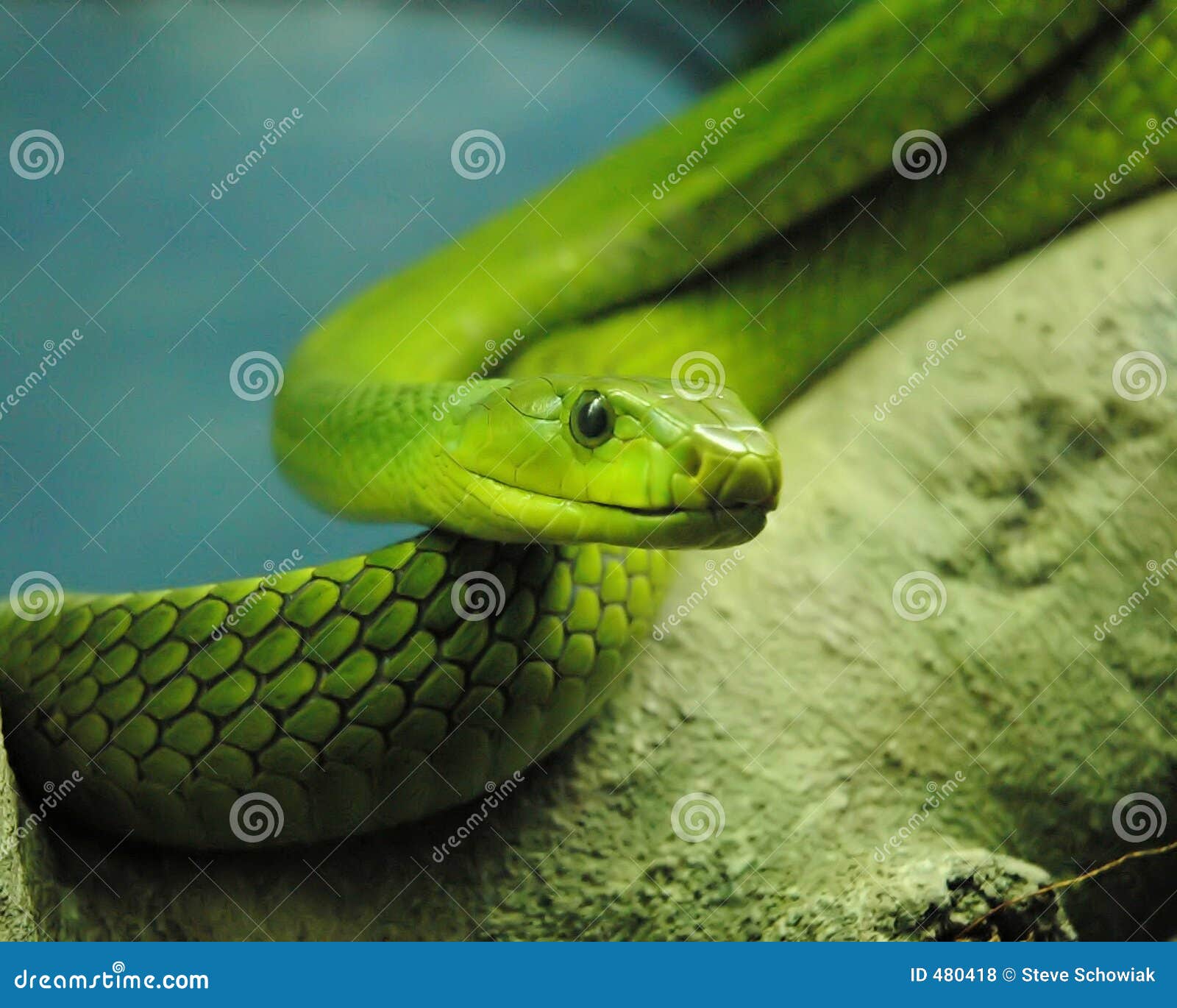 Green Snake stock photo. Image of green, fang, long, slither - 480418