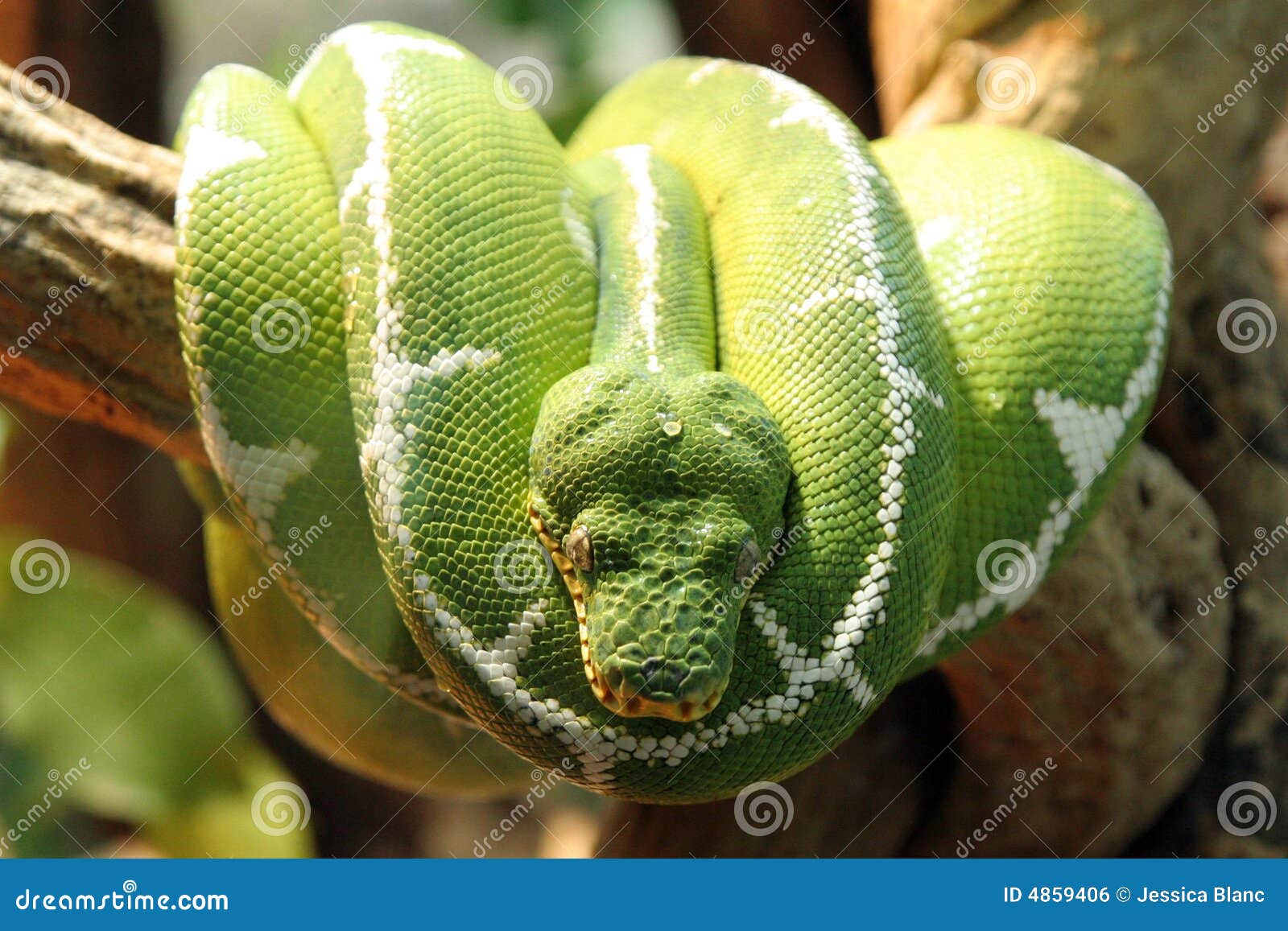Green Snake stock photo. Image of serpents, reptiles, head - 4859406