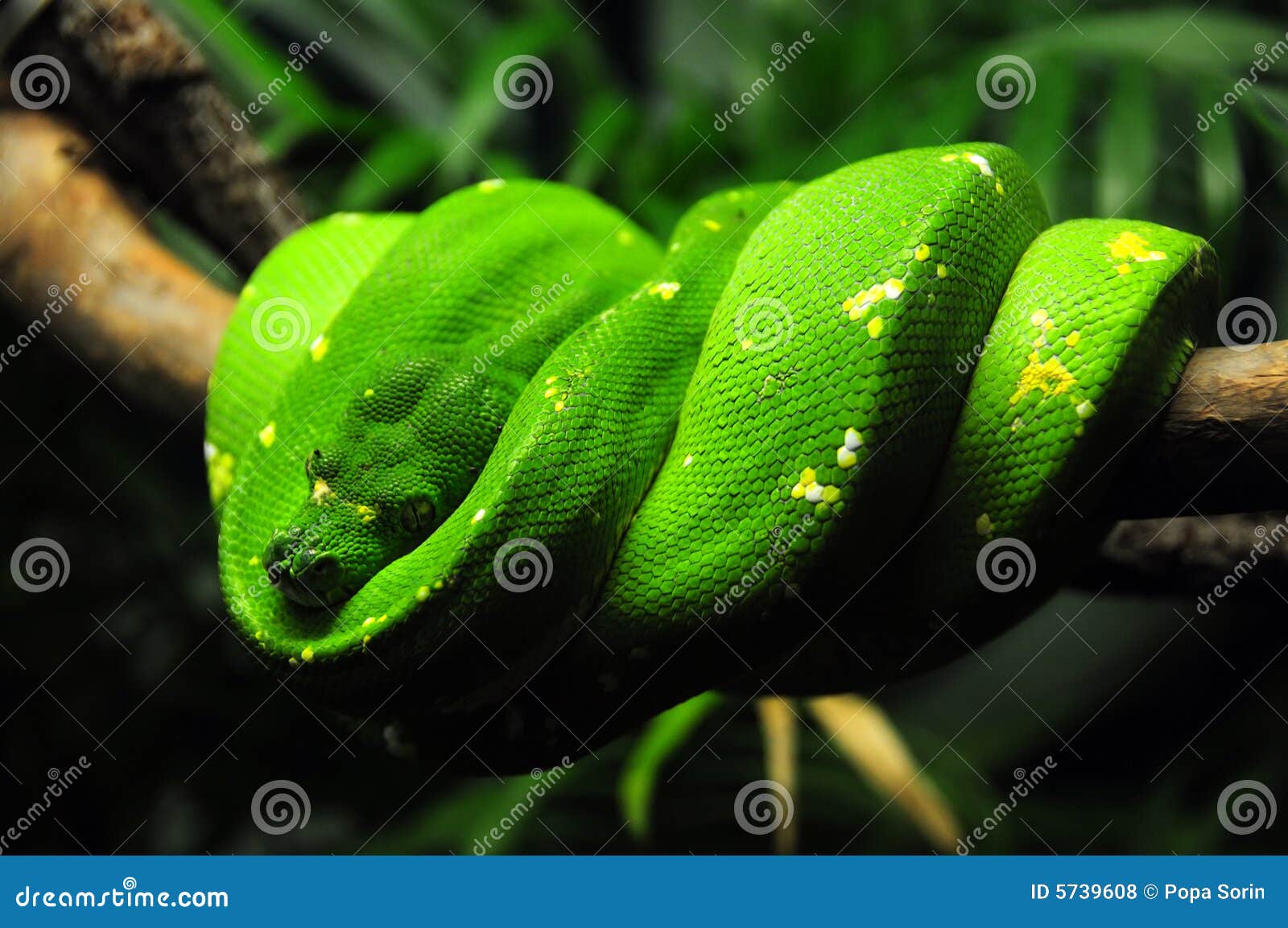 Green snake stock photo. Image of tree, reptile, wild - 5739608