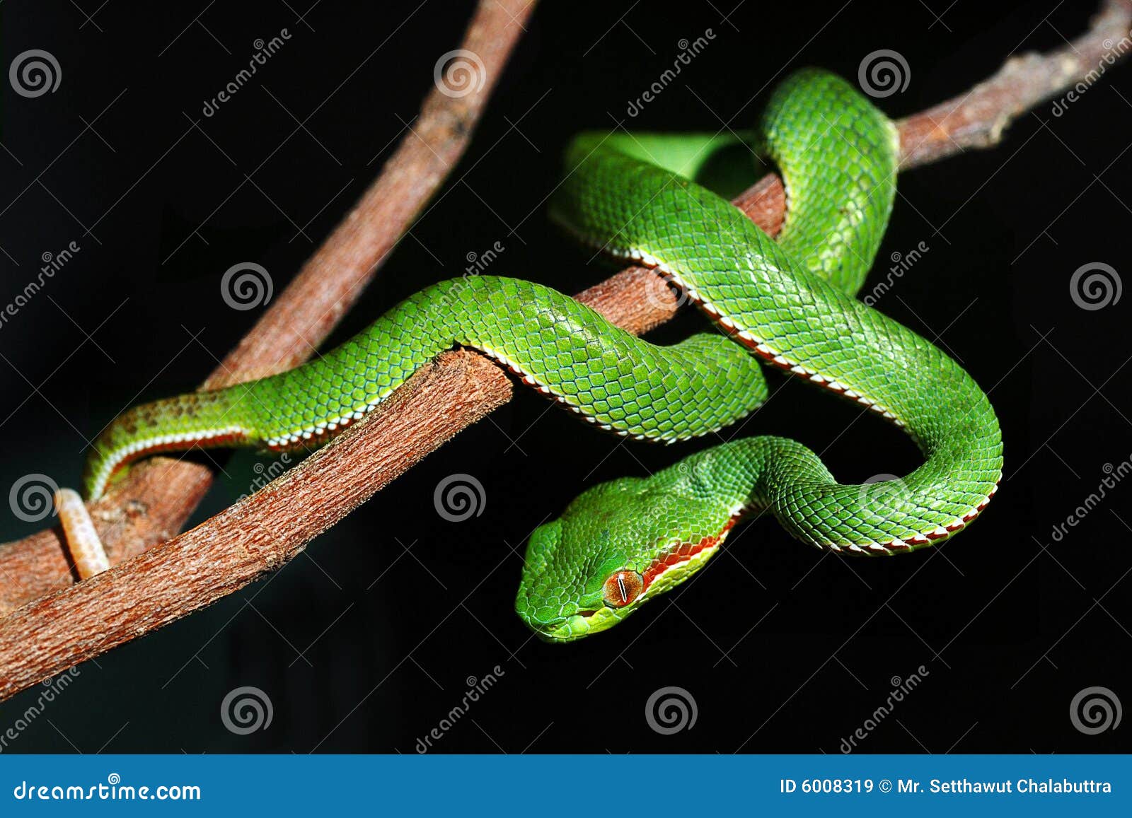 Green Snake Skin Pattern Royalty-Free Stock Image | CartoonDealer.com ...