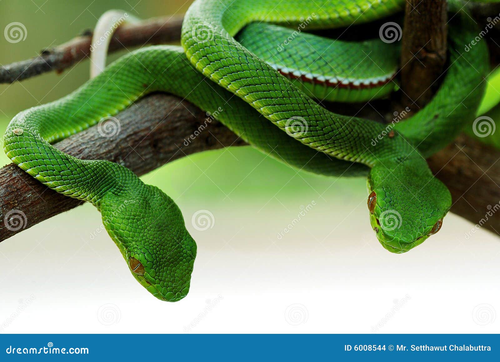 A Green Snake Named Golden Tree Snake, Ornate Flying Snake Stock Photo ...