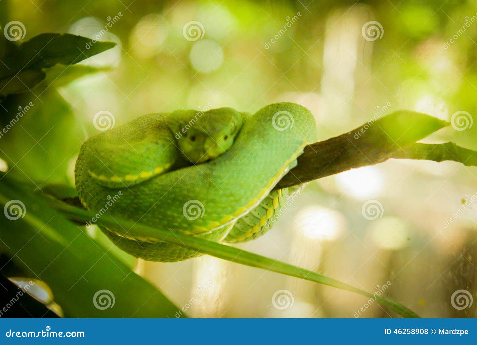 Green Snake at Amazon Forest Stock Photo - Image of dangerous, garden ...