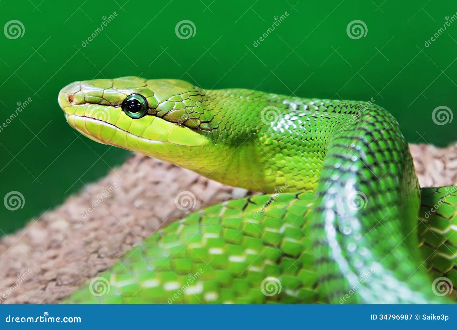 Green snake stock image. Image of color, black, animal - 34796987