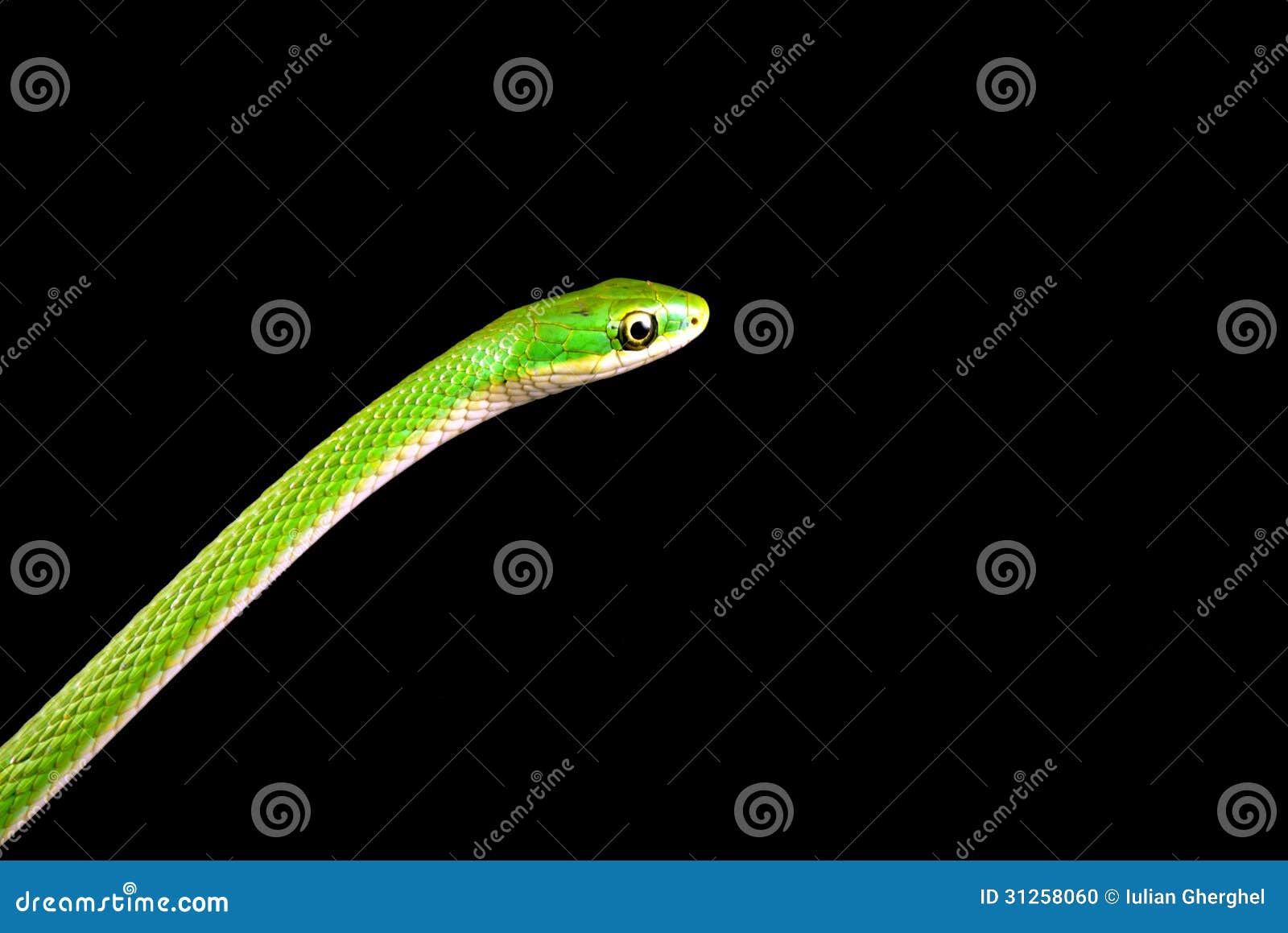 Green Snake - Black Background Stock Photo - Image of snake, nature ...