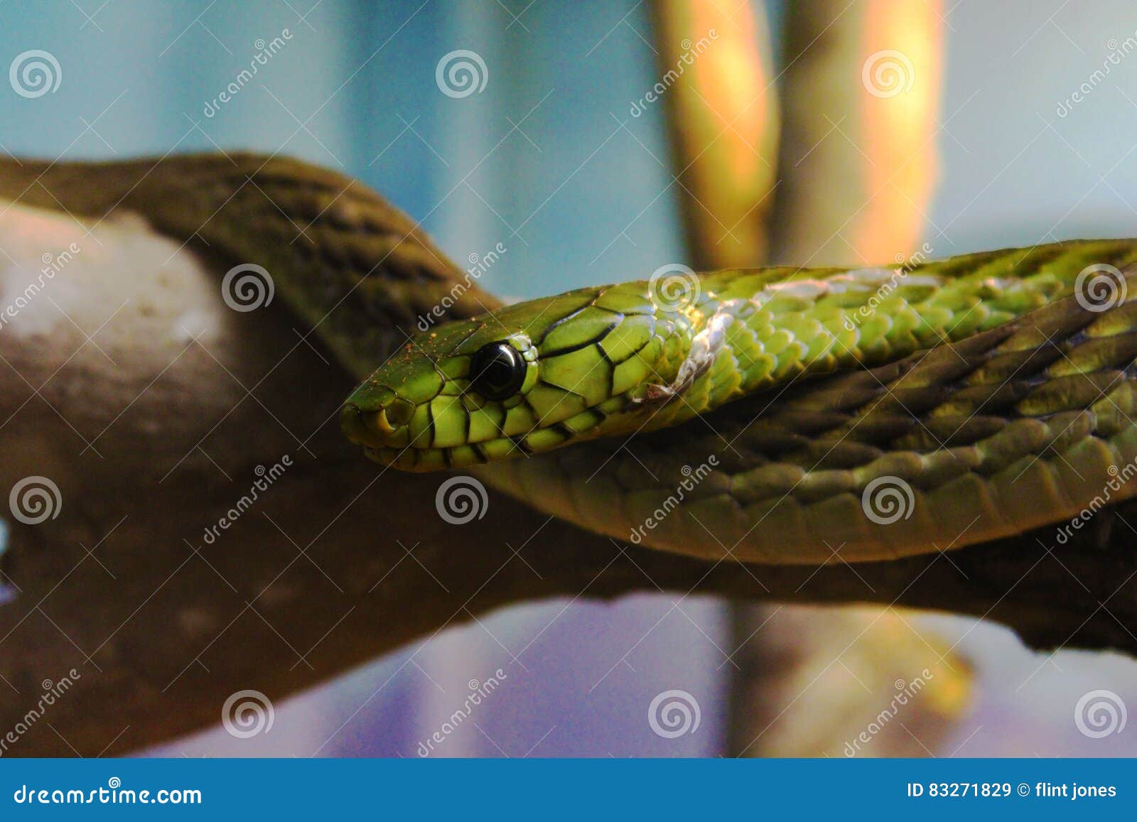 Green snake stock image. Image of green, black, snake - 83271829