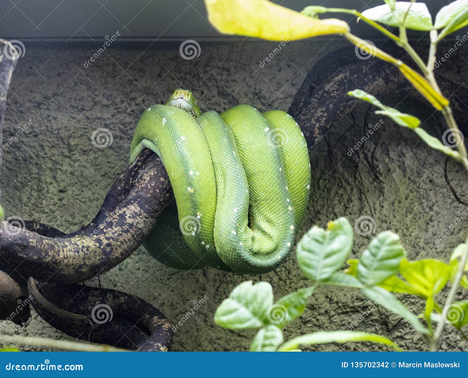 Green snake in the branch stock photo. Image of branch - 135702342