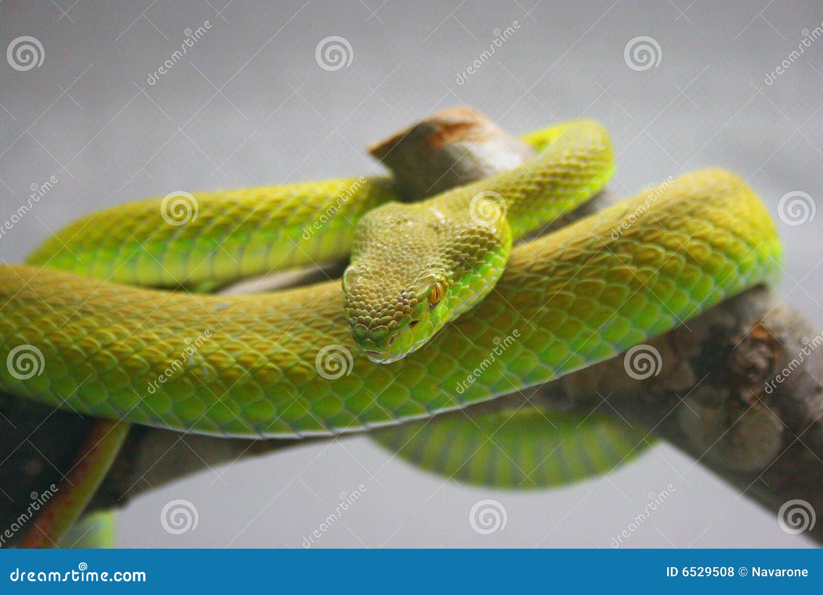 Green snake on branch stock photo. Image of indoors, close - 6529508