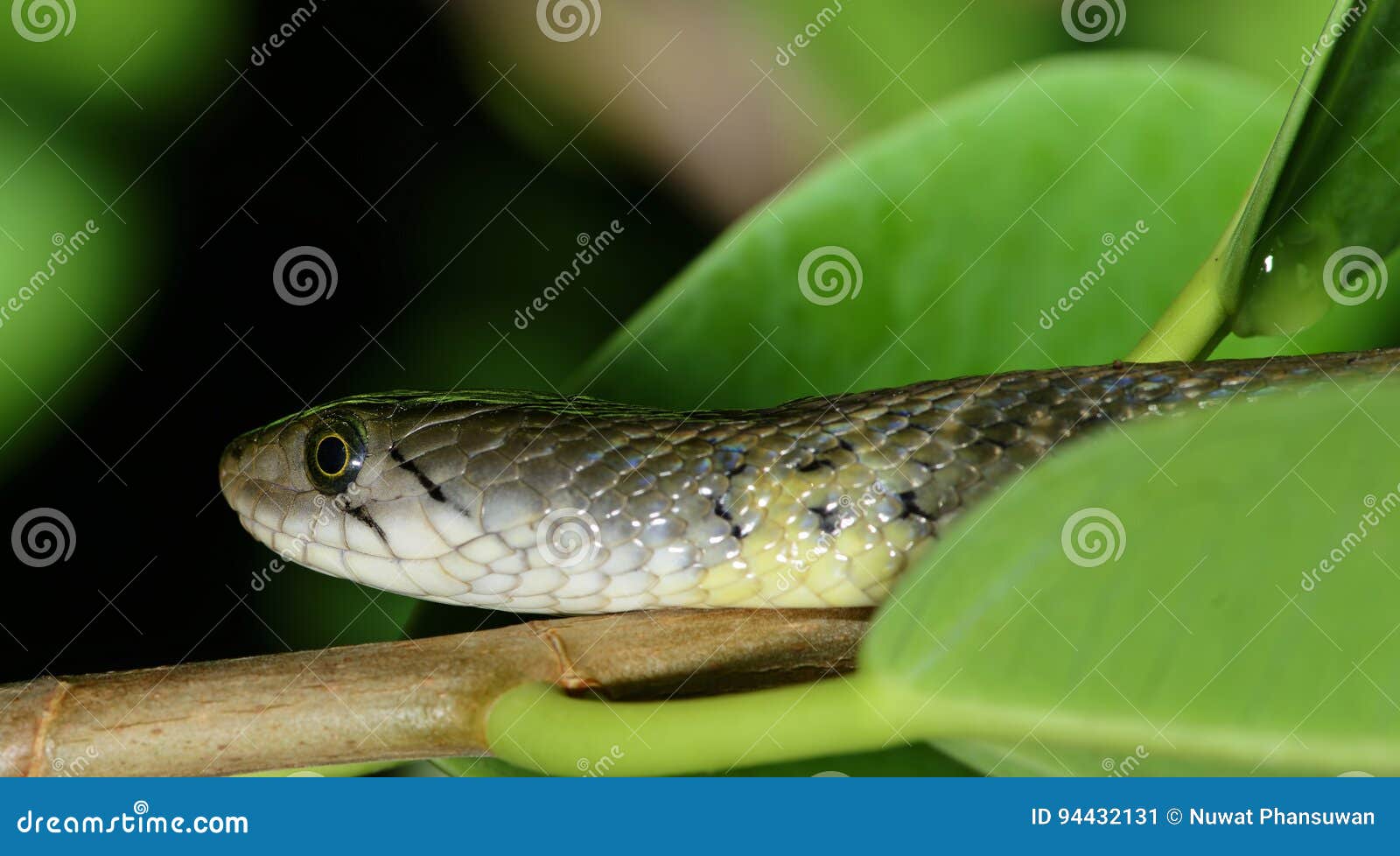 The Checkered Keelback Fowlea Piscator, Also Known Commonly As The ...