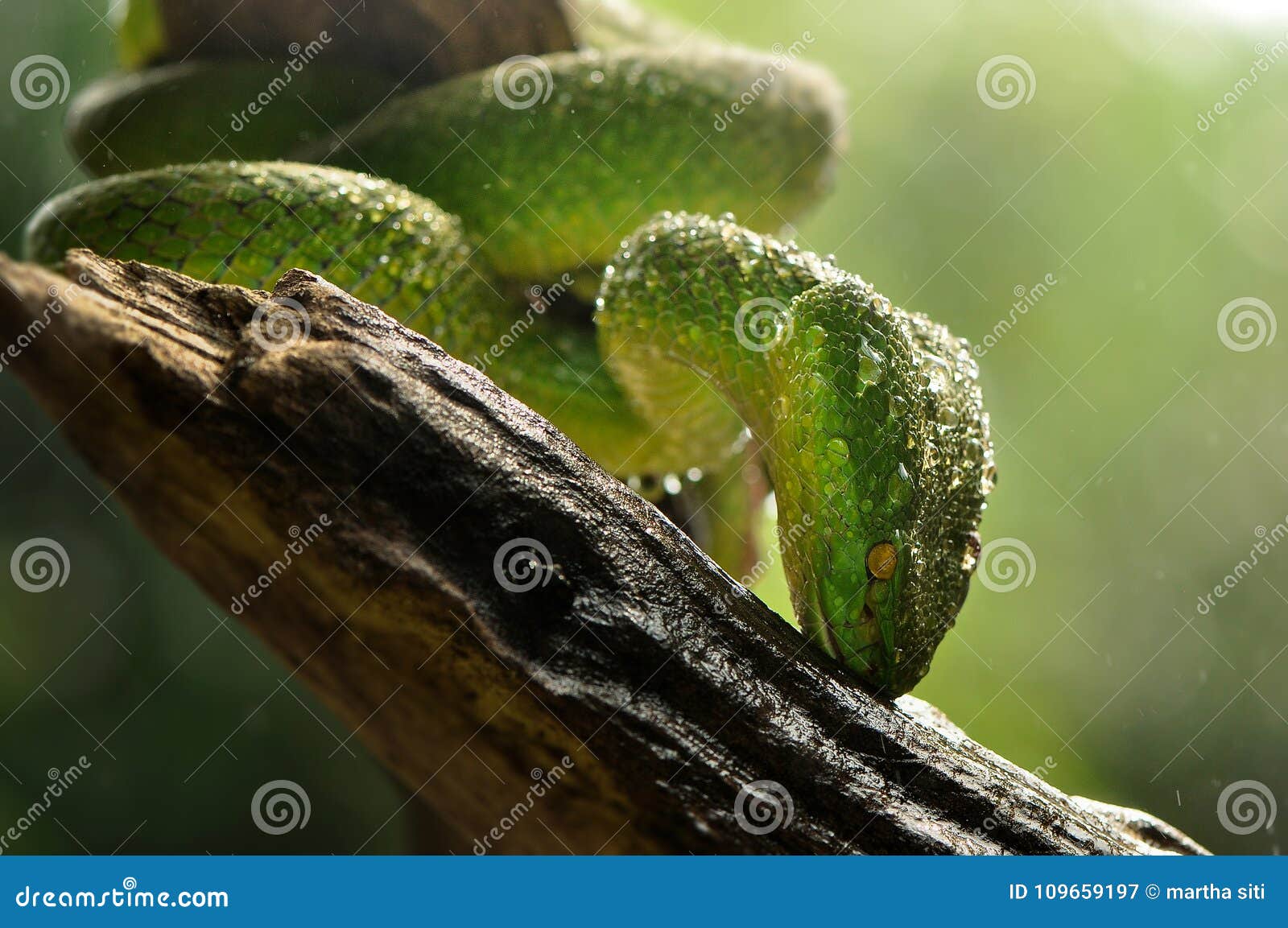 Green snake on a branch stock image. Image of prey, ngreen - 109659197