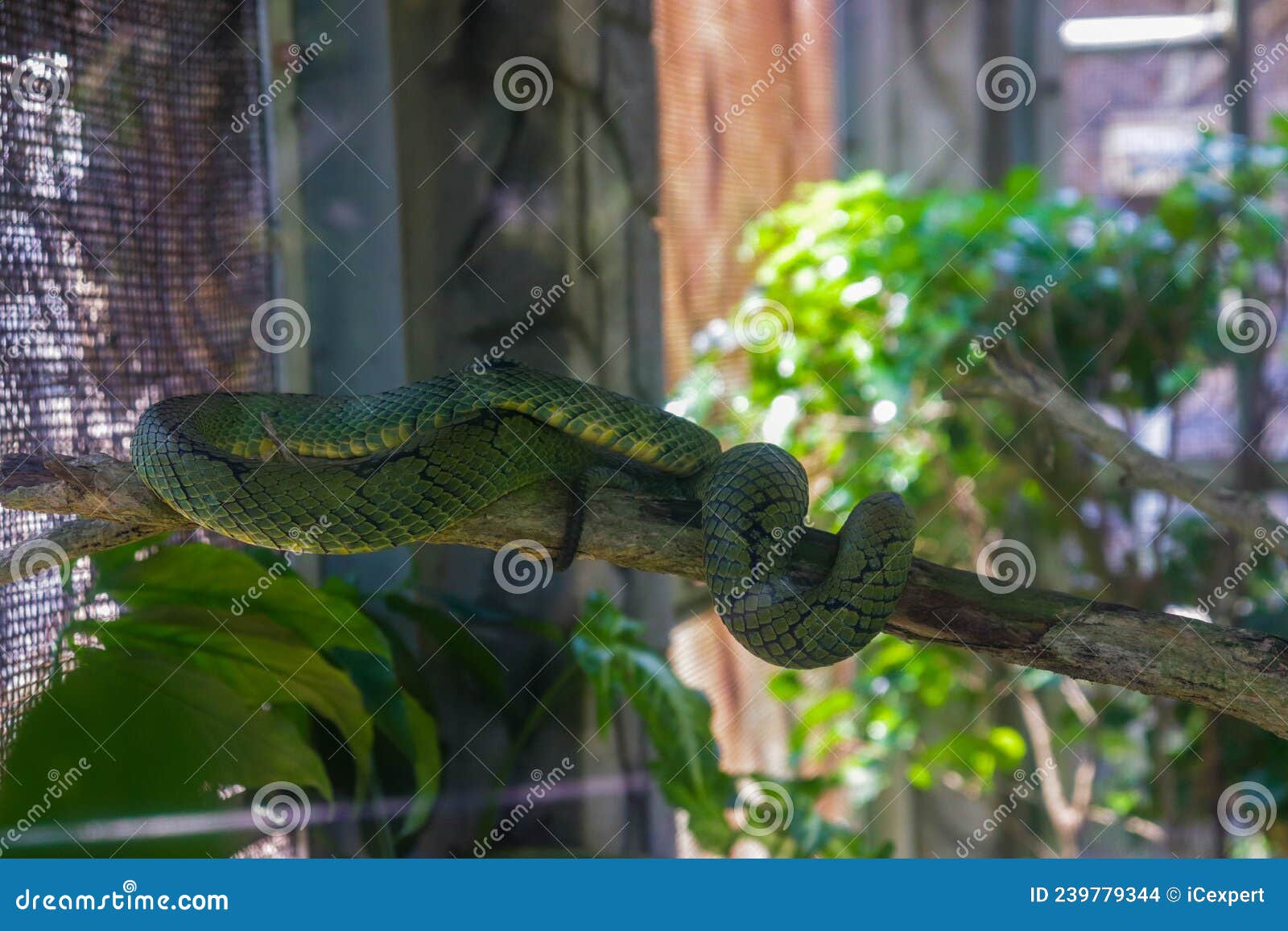 Green Snake in the cage stock photo. Image of outdoors - 239779344