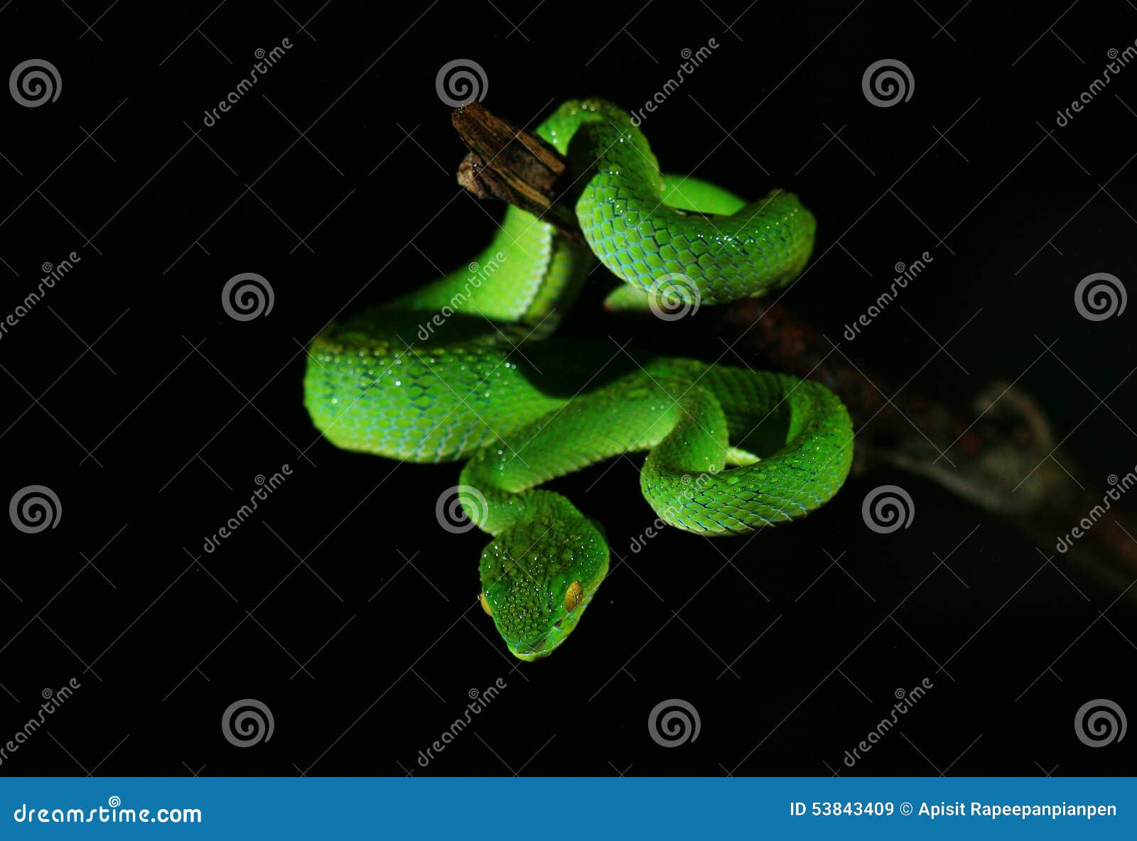 Green Snake stock image. Image of jungle, drop, fangs - 53843409