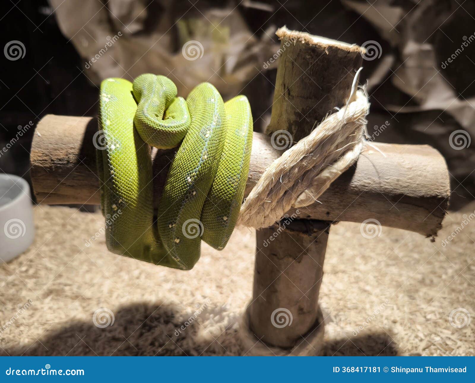 Snake Coiled In A Tree Stock Image | CartoonDealer.com #19115131