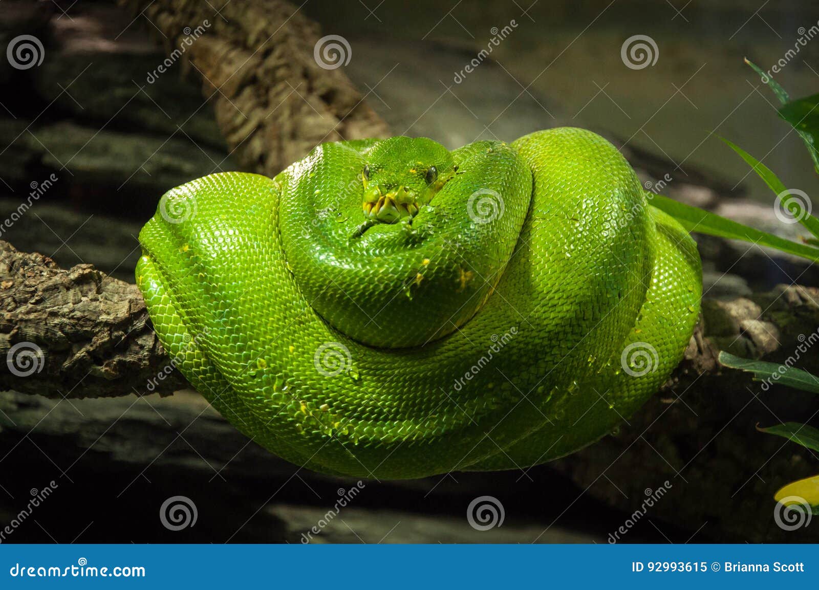 Green Snake stock image. Image of tree, forest, coiled - 92993615