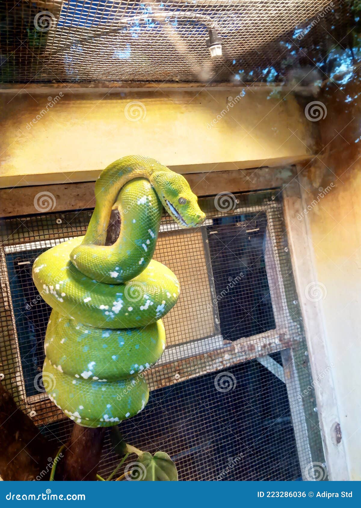 The Green Snake is Coiling Around the Tree Trunk in the Cage Stock ...