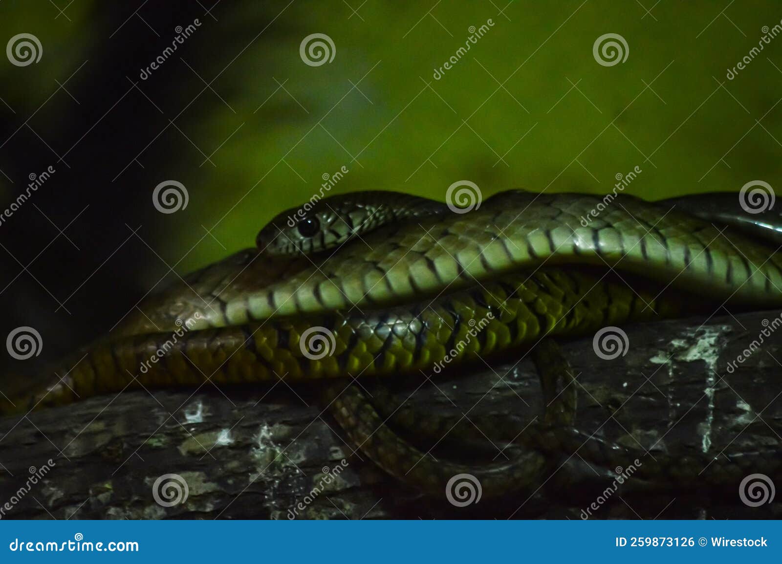 Green Snake Coiling On A Tree Against A Blurred Background Royalty-Free ...