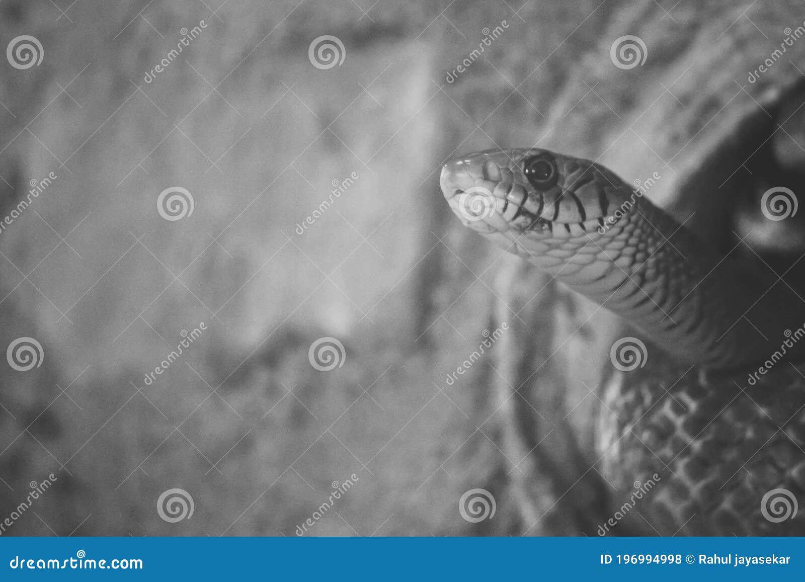 Green Snake Coming Out of Pot Stock Photo - Image of landscape, outdoor ...