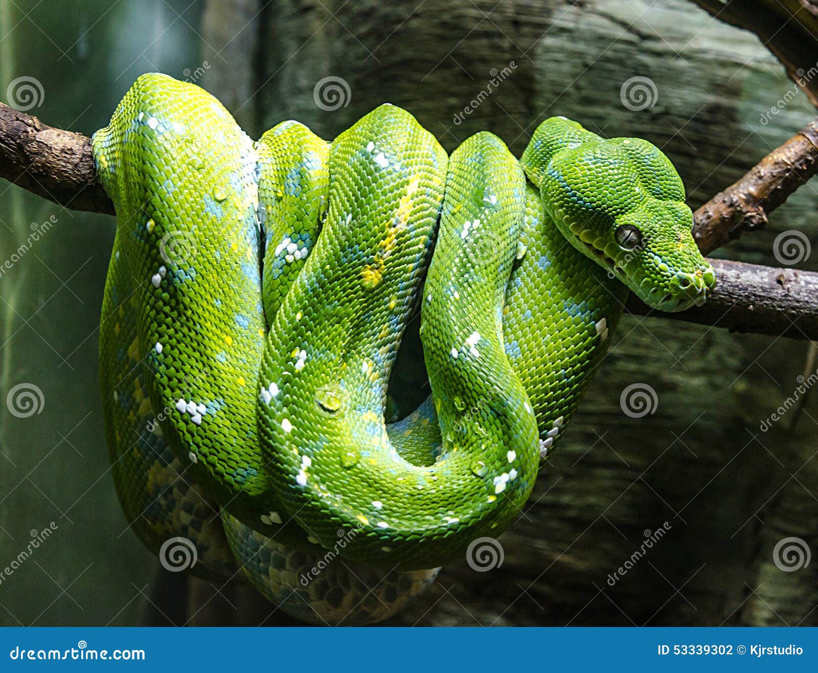 Green snake stock photo. Image of skin, symbol, fashion - 53339302