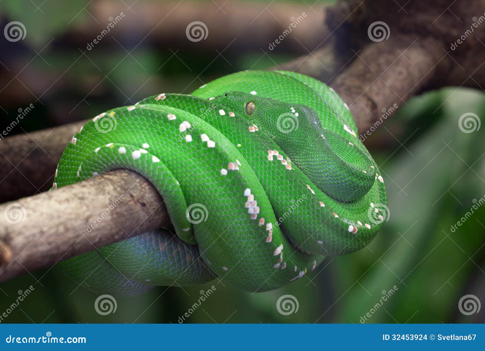 Green snake curled up stock photo. Image of wildlife - 32453924