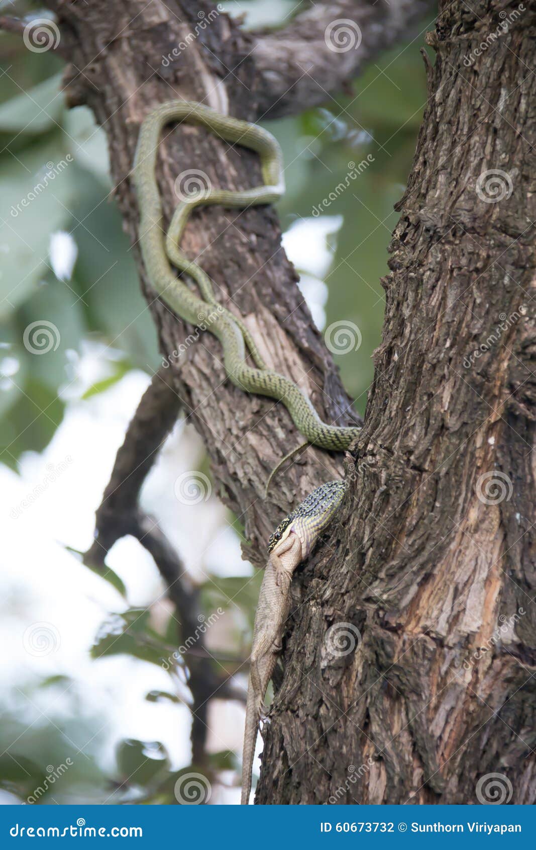 Snake Eating A Lizard Stock Photography | CartoonDealer.com #69972278