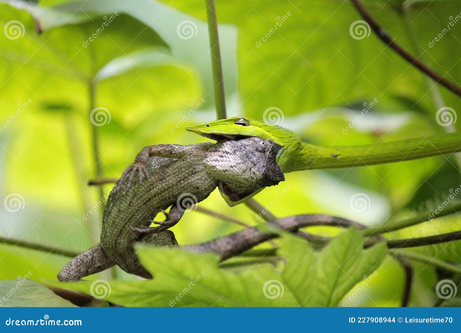 Green snake eats a lizard stock photo. Image of animal - 227908944