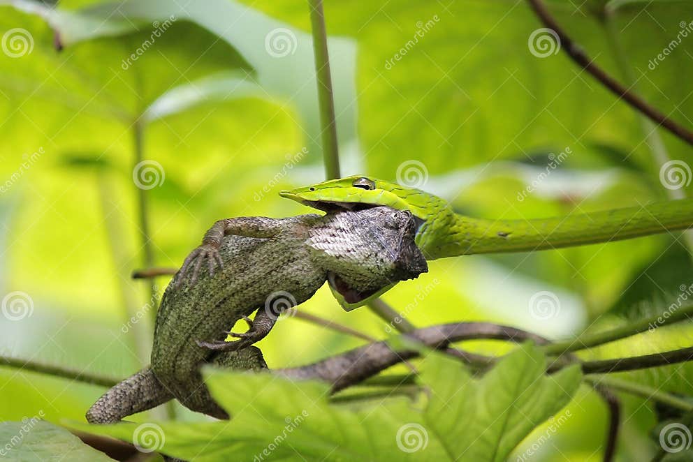 Green snake eats a lizard stock photo. Image of animal - 227908944