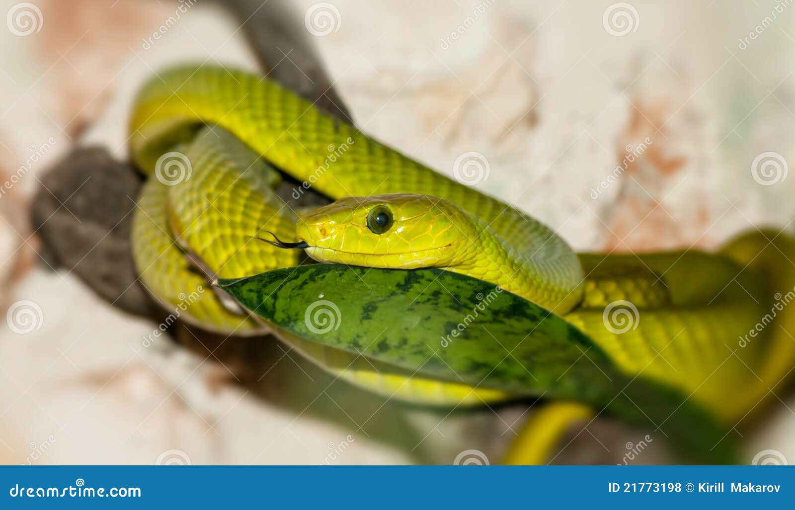 Green snake in a forest stock photo. Image of poison - 21773198