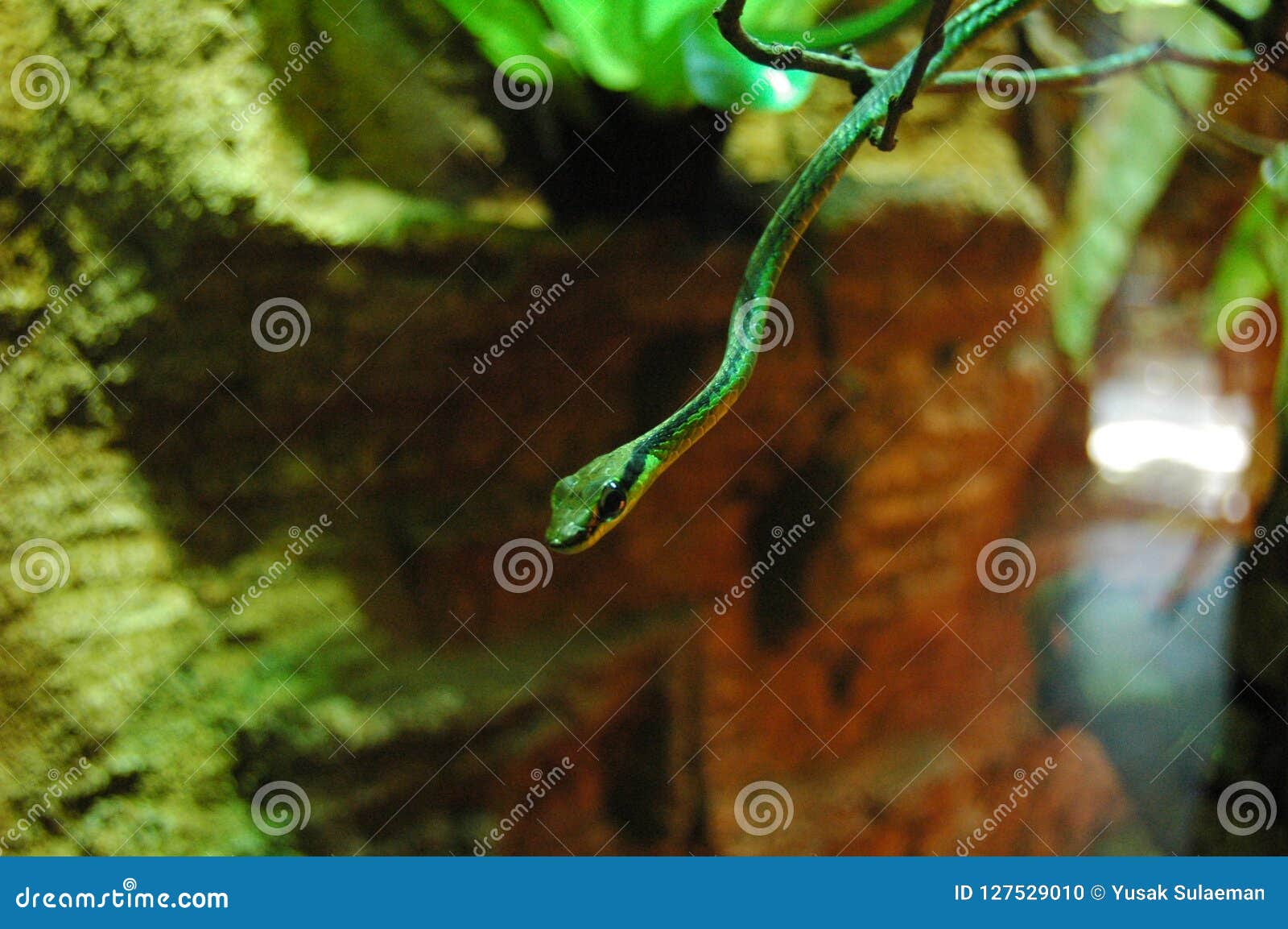 Green Snake Hanging on the Green Tree Branch Stock Photo - Image of ...