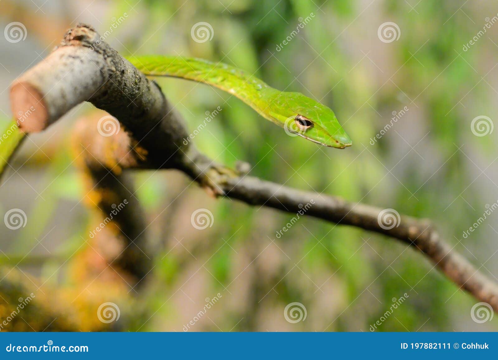 A Green Snake Hangs from a Tree Branch. Stock Image - Image of macro ...