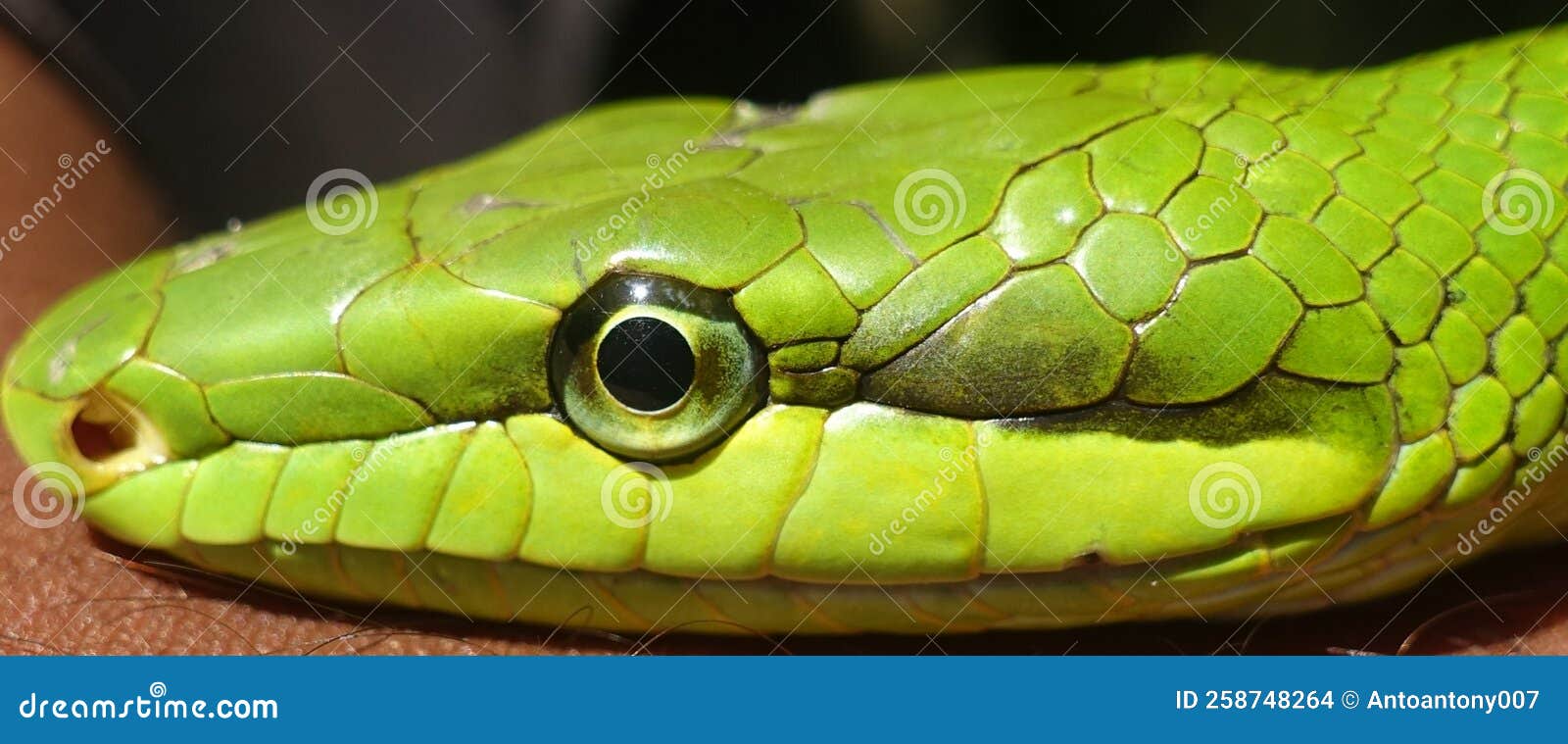 Green Snake Head stock photo. Image of frog, snake, turtle - 258748264