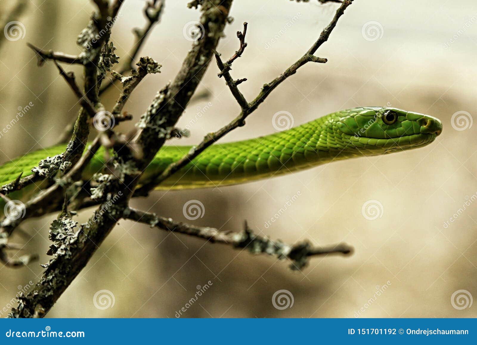 Green Snake Head on the Branch Stock Photo - Image of animal, eyes ...