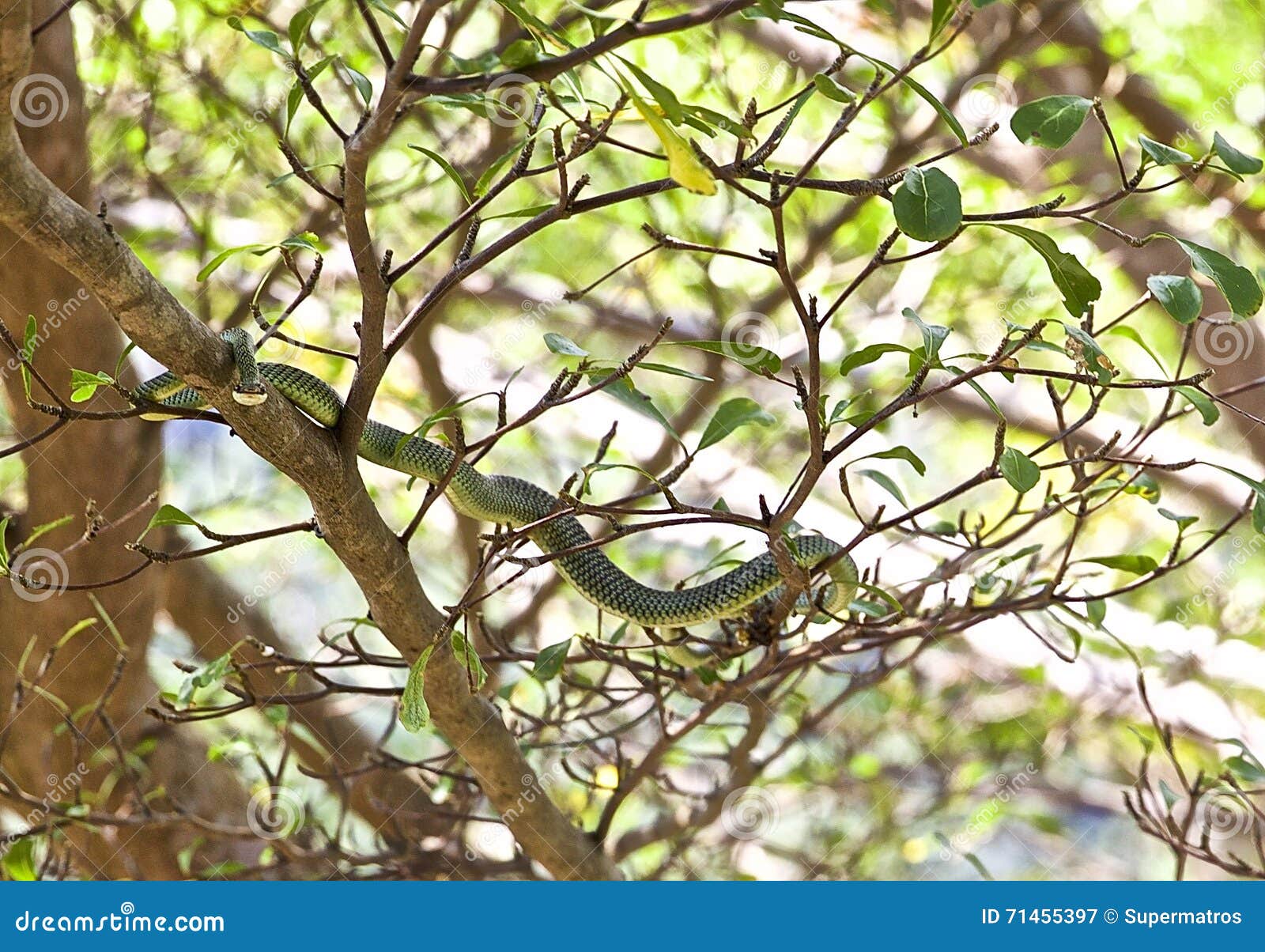 Green Snake Lies on a Branch Stock Image - Image of flower, tropical ...