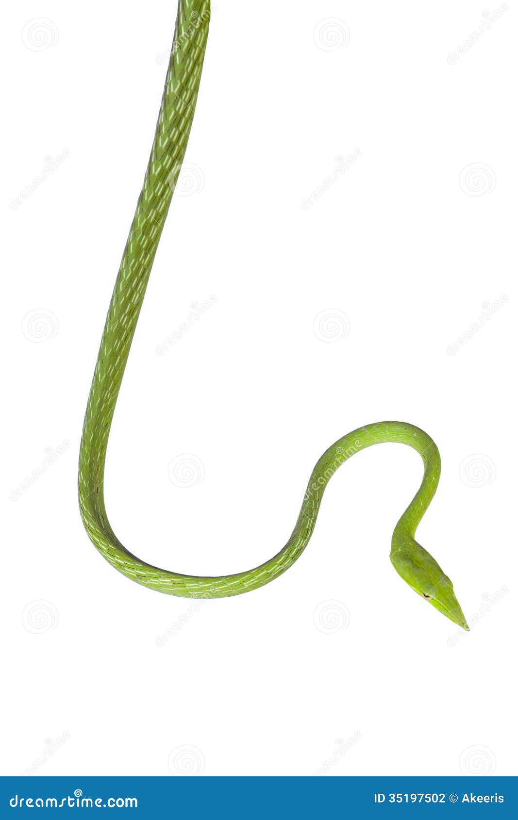 Green snake stock photo. Image of slithering, wild, animal - 35197502