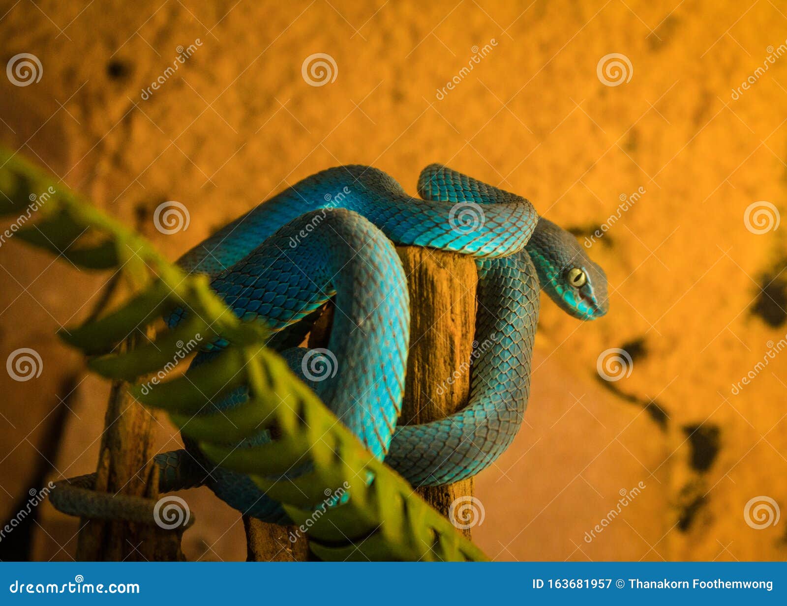 Green snake on log stock image. Image of viper, wild - 163681957