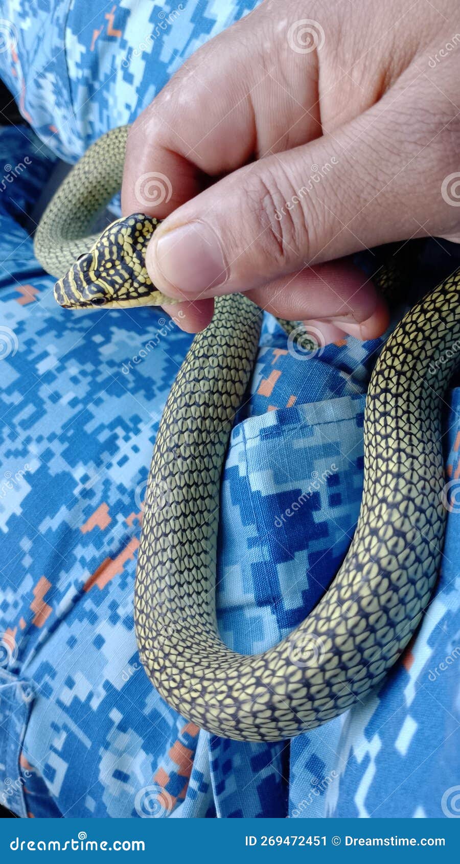 Green Snake in Malaysia& X28;Opheodrys& X29; Stock Image - Image of ...