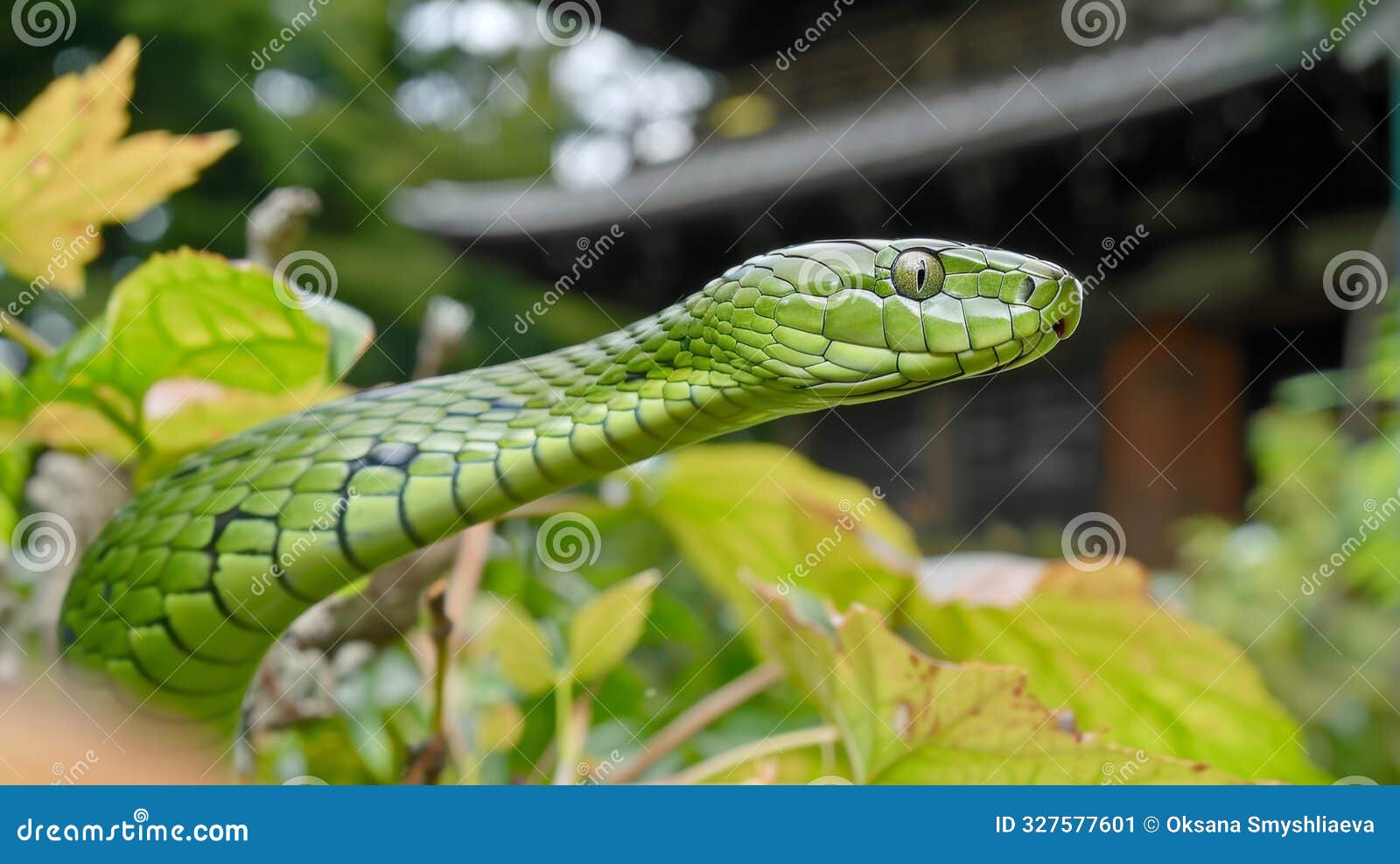 Green Snake in Natural Habitat with Temple Background Stock Image ...