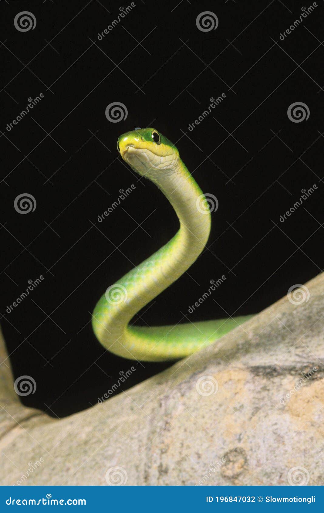 Green Snake, Opheodrys Major Against Black Background Stock Photo ...