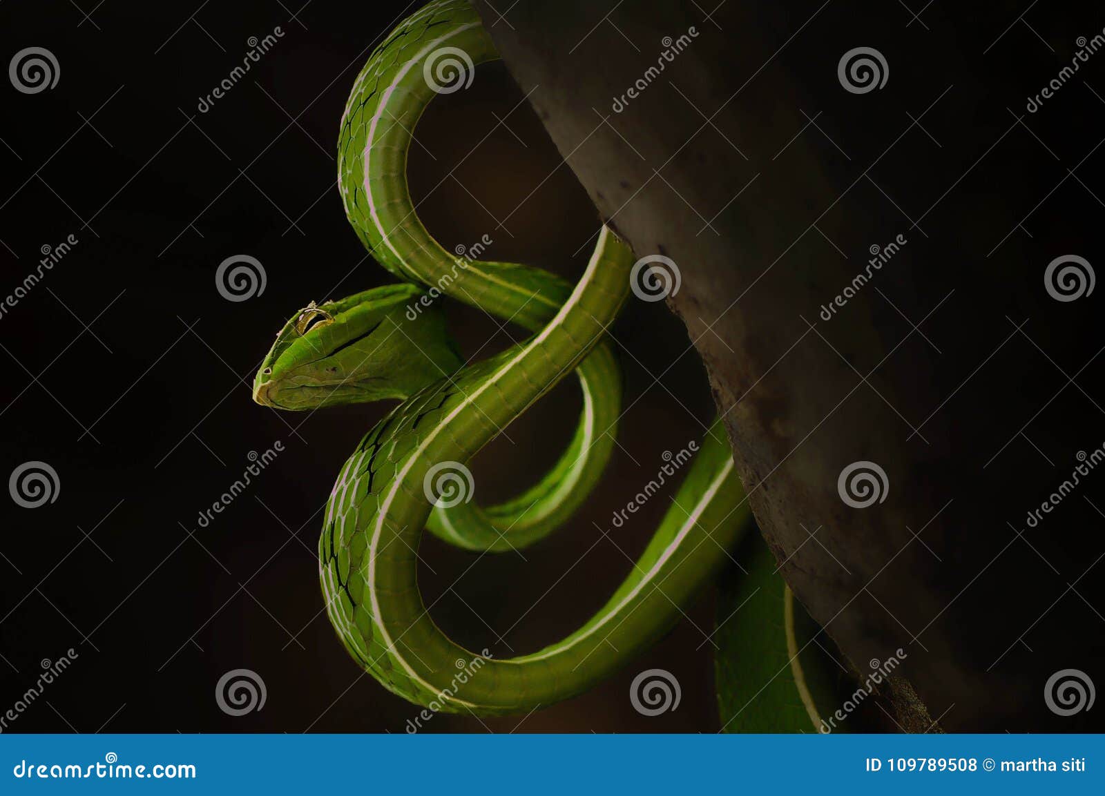 Snakes dancing stock photo. Image of insect, green, snake - 109789508