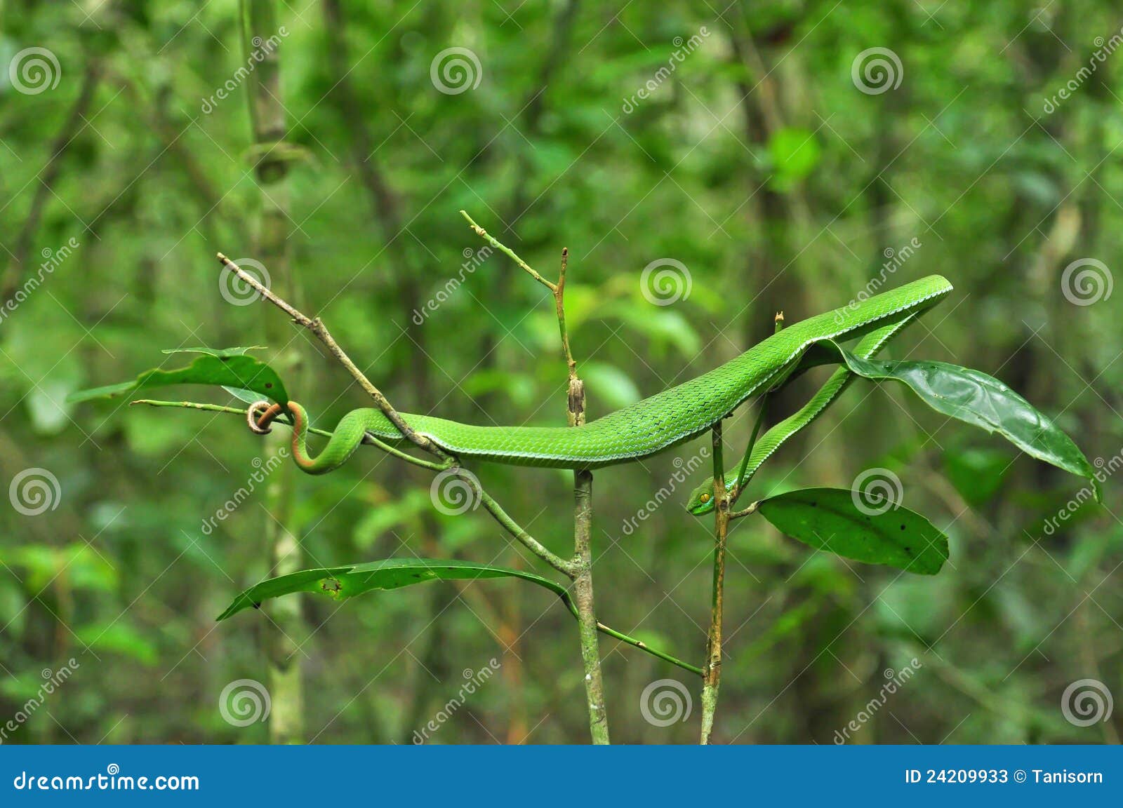 Green Snake Resting on Tree after Eat Pre Stock Image - Image of rain ...