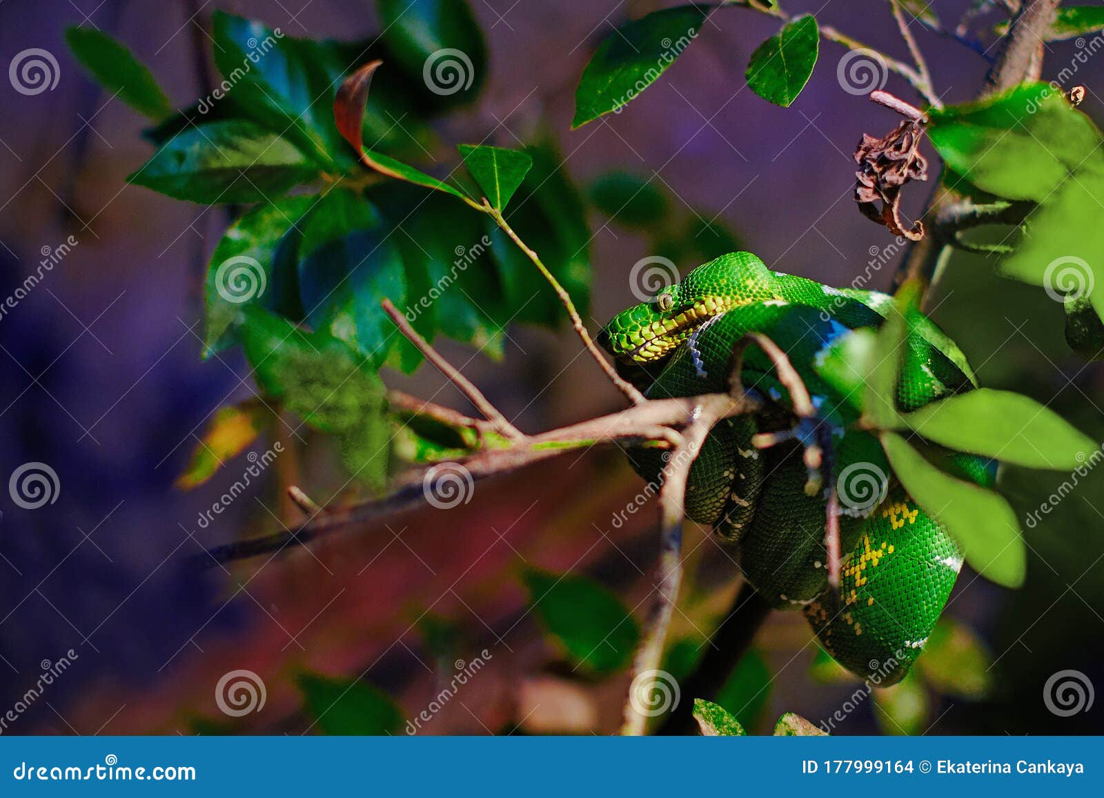 Green Snake Resting on Tree Stock Photo - Image of resting, reptile ...